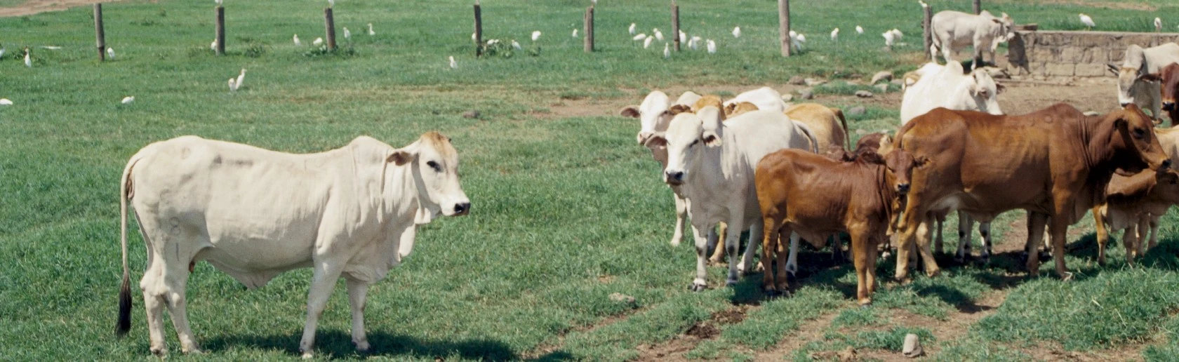 Focus On... Economic evaluation of FMD control in endemic setting of ...