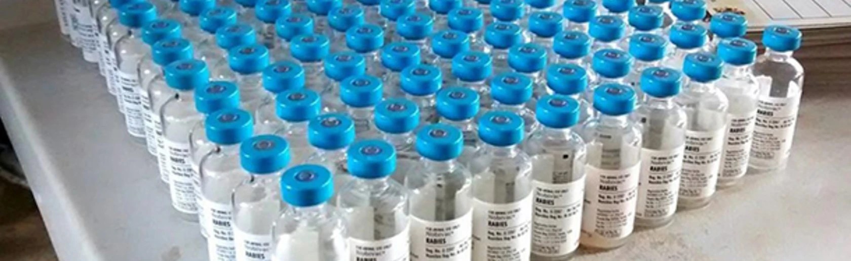 Focus On… Rabies elimination – lessons from experts on the ground