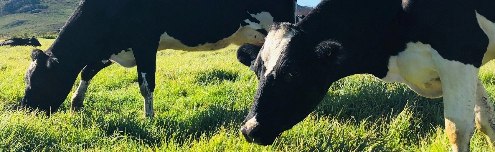 Groundbreaking research on transmission of lumpy skin disease ...