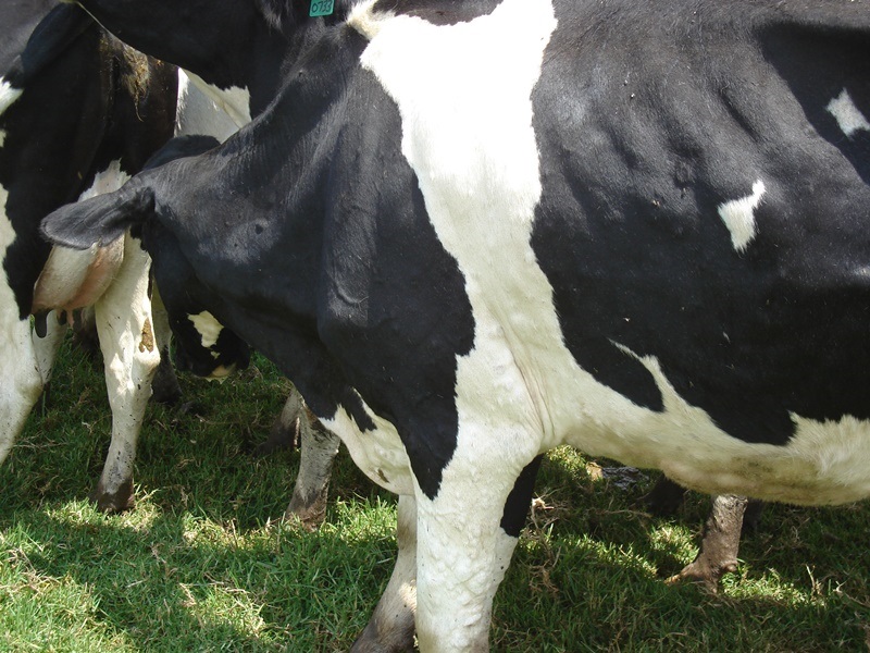 Focus On… Lumpy skin disease - what can we do?