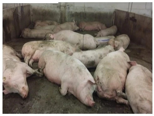 African Swine Fever (ASF) - Emergence - Your Guide to Transboundary ...