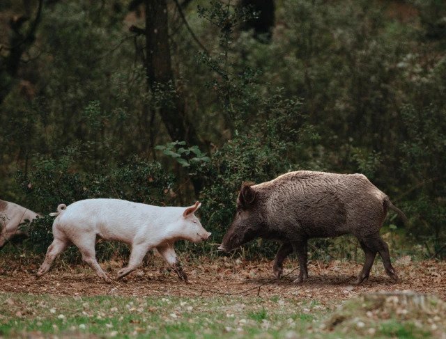 African Swine Fever (ASF) - Emergence - Your Guide to Transboundary ...