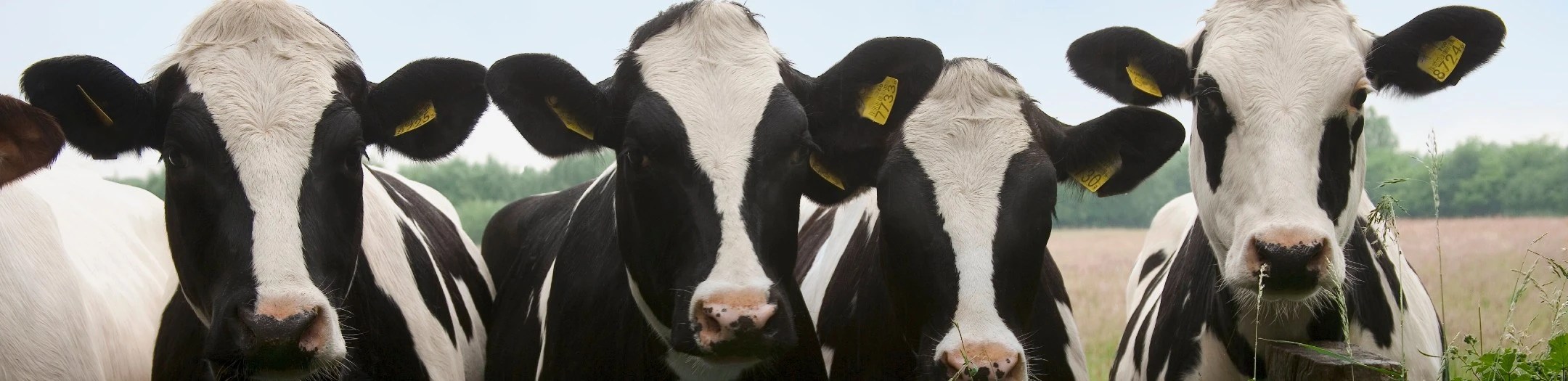 Bovine Tuberculosis (bTB) - Emergence - Your Guide to Transboundary ...