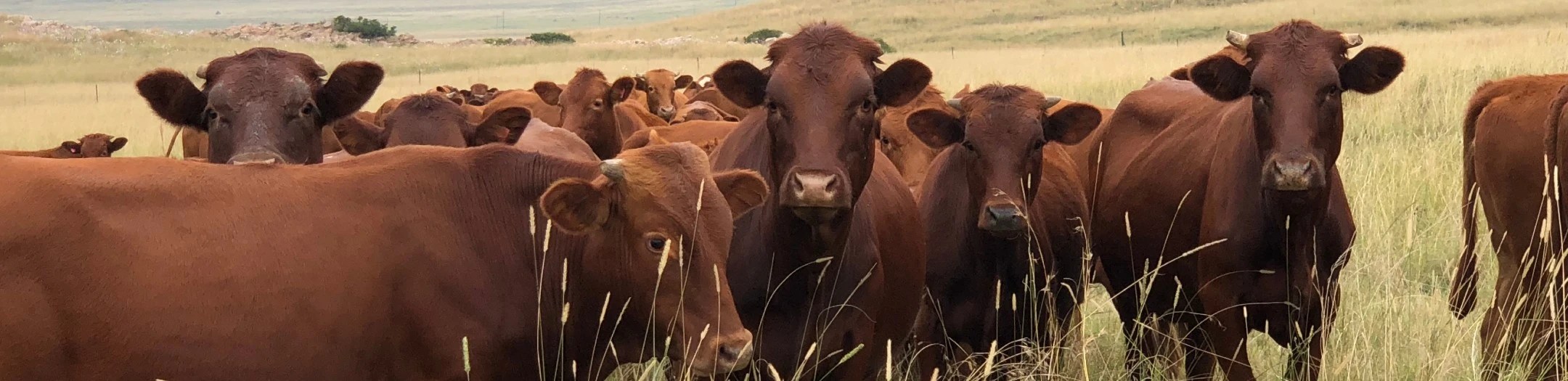 Foot and Mouth Disease (FMD) - Emergence - Your Guide to Transboundary ...