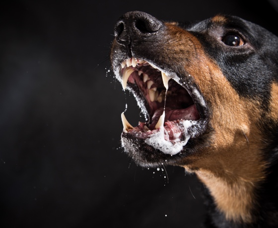 Rabies - Emergence - Your Guide to Transboundary & Emerging Diseases