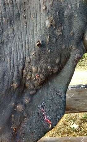 Lumpy Skin Disease (LSD) - Emergence - Your Guide to Transboundary ...