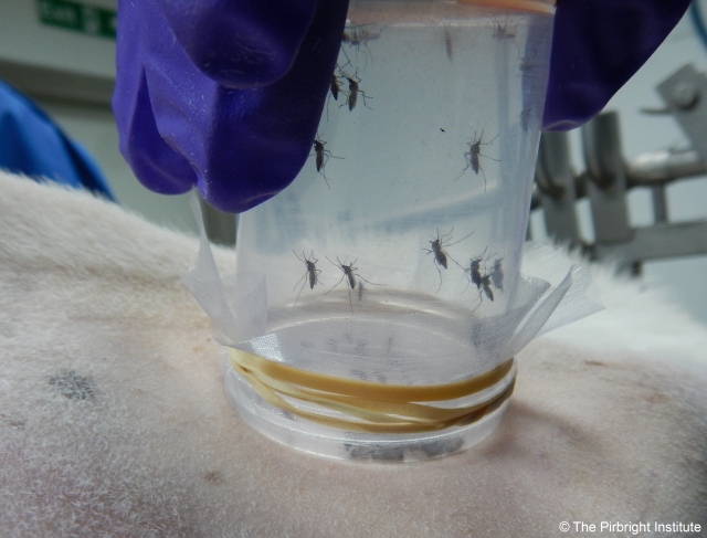 Lumpy Skin Disease (LSD) - Emergence - Your Guide to Transboundary ...