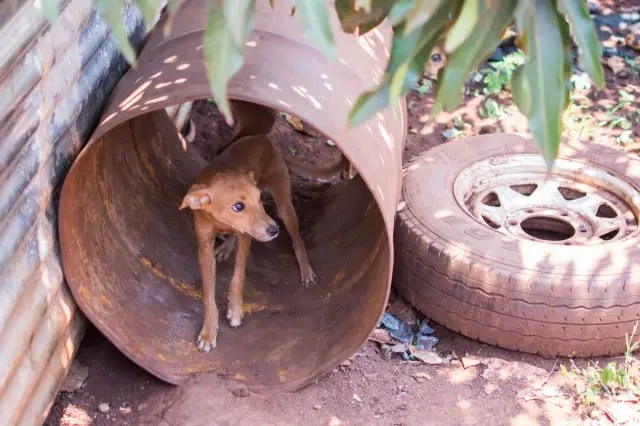 Events Archive - Emergence - Your Guide to Transboundary & Emerging ...