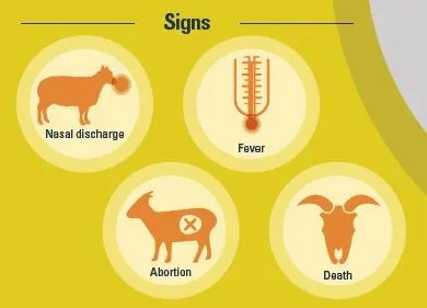Peste Des Petits Ruminants (PPR) - Emergence - Your Guide to ...